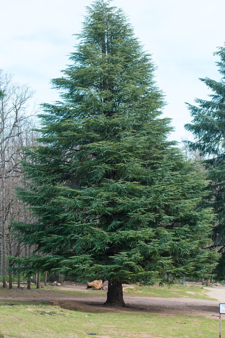 Groenblijvende bomen voor in je tuin