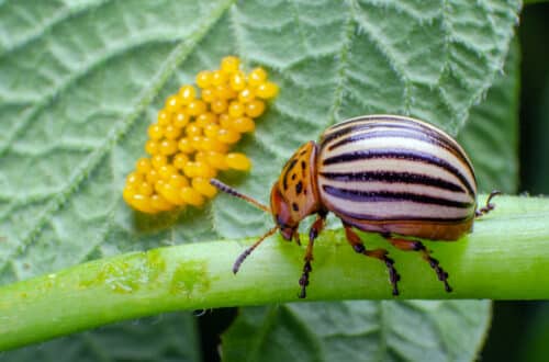Hoe coloradokevers bestrijden in de tuin en in huis?