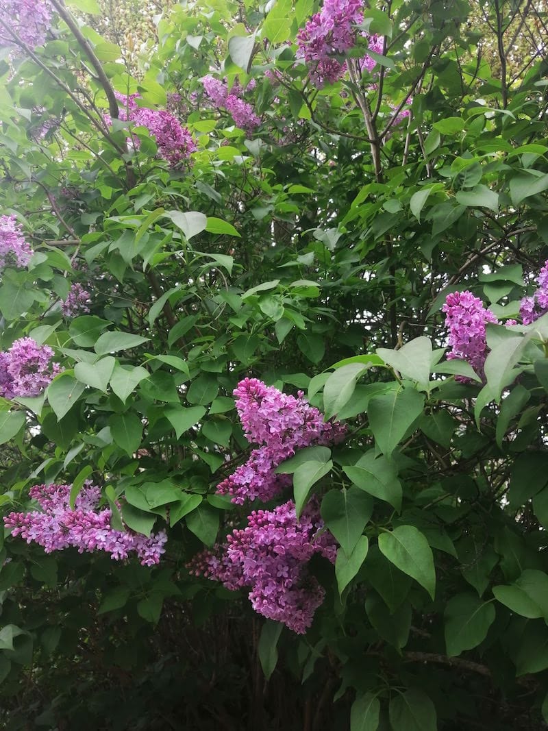 Sering verzorgen: stekken, snoeien en meer!