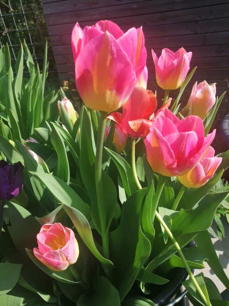 Tulpen langer laten bloeien? Dat doe je zo!