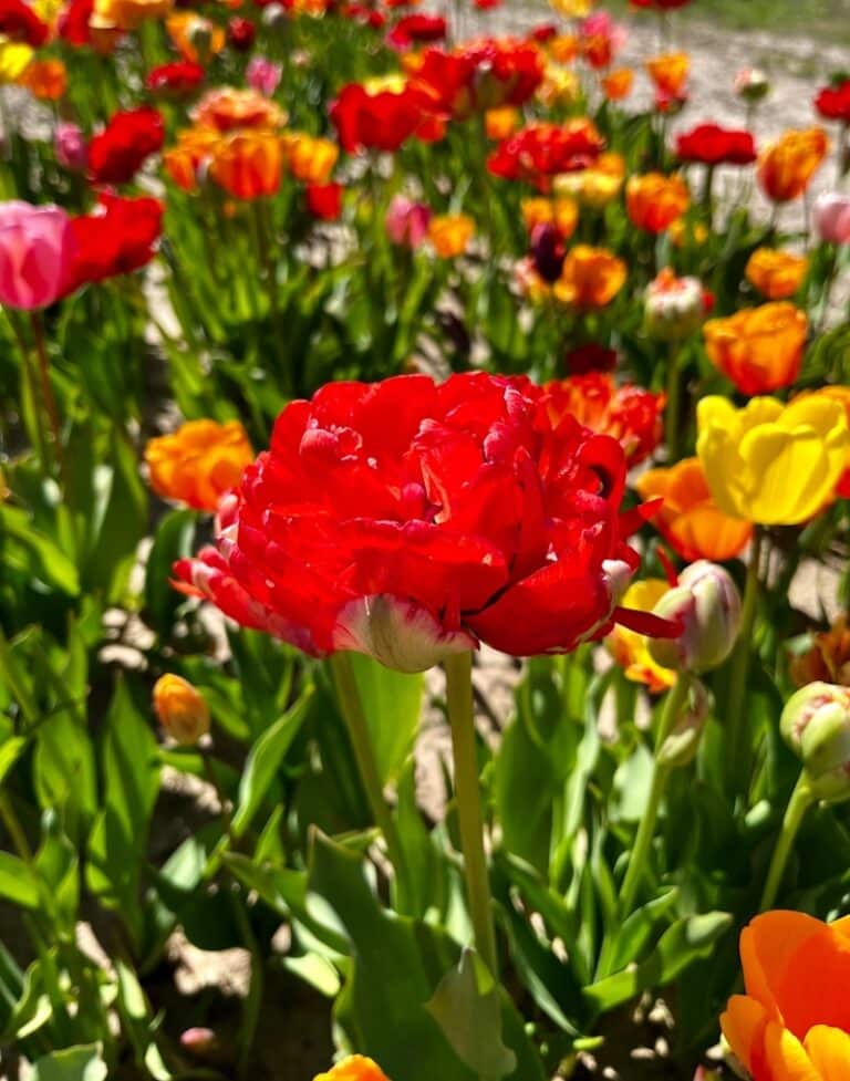 Tulpen combineren: met welke andere planten kan je tulpen planten?