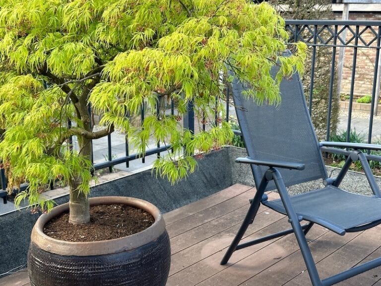 Welke bomen worden niet te hoog? Bomen voor in een kleine tuin