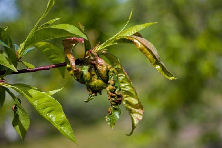 Gekrulde bladeren bij nectarineboom en perzikboom - wat is het en hoe ...