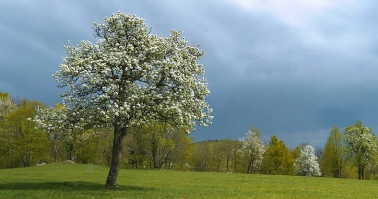 Welke bomen worden niet te hoog? Bomen voor in een kleine tuin