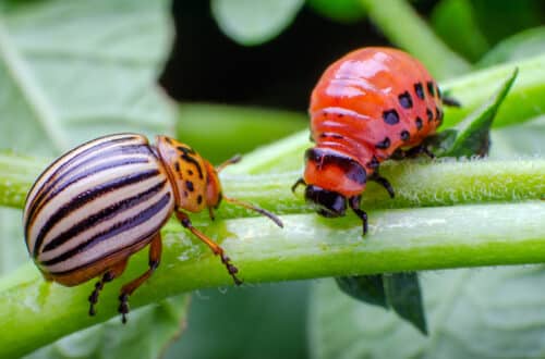 Hoe coloradokevers bestrijden in de tuin en in huis?
