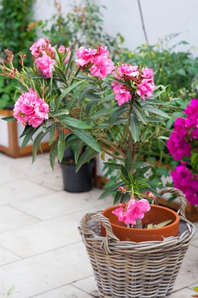 Oleander snoeien en onderhouden?
