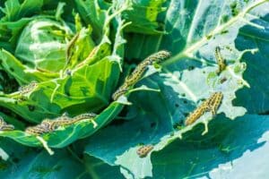 Hoe rupsen bestrijden? Praktische tips en tricks