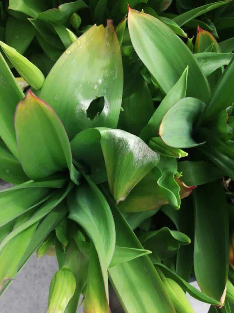 Ziektes en plagen bij tulpen: waarom worden mijn tulpen opgegeten?