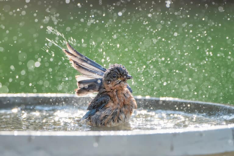 Hoe maak je zelf een vogelbad voor in je tuin? DIY tips!
