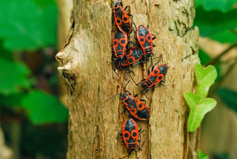 Vuurwantsen: waarom je deze helpers niet moet bestrijden